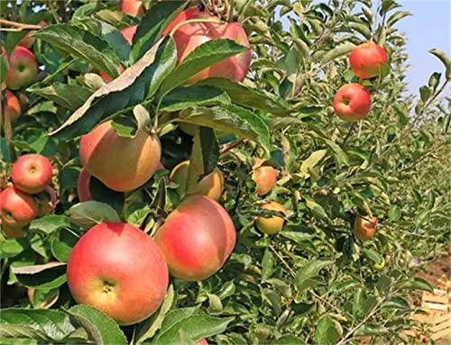 Rare Apple Tree Seeds 30+ Seeds Red Delicious Apple Seed Fruit Plant Garden