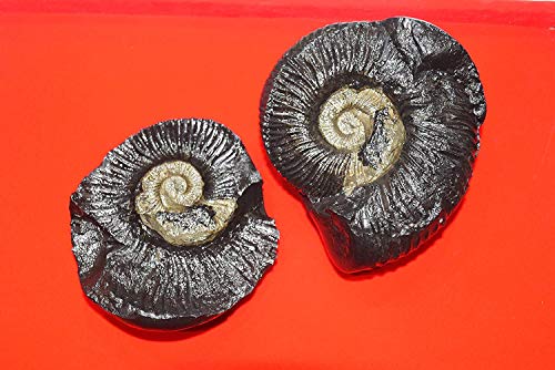 RUDRADIVINE Rudra Divine Natural Shaligram Stone/Shila AAA Quality for Home & Office from Gandaki River Nepal