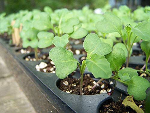 Organic Broccoli Seeds for Sprouting, 1 Pound β Non-GMO, Vegan, Kosher, Sirtfood, Bulk. Rich in Sulforaphane, Vitamin C. Grow Sprouts, Microgreens for Salads, and Sandwiches. High Germination Rate.