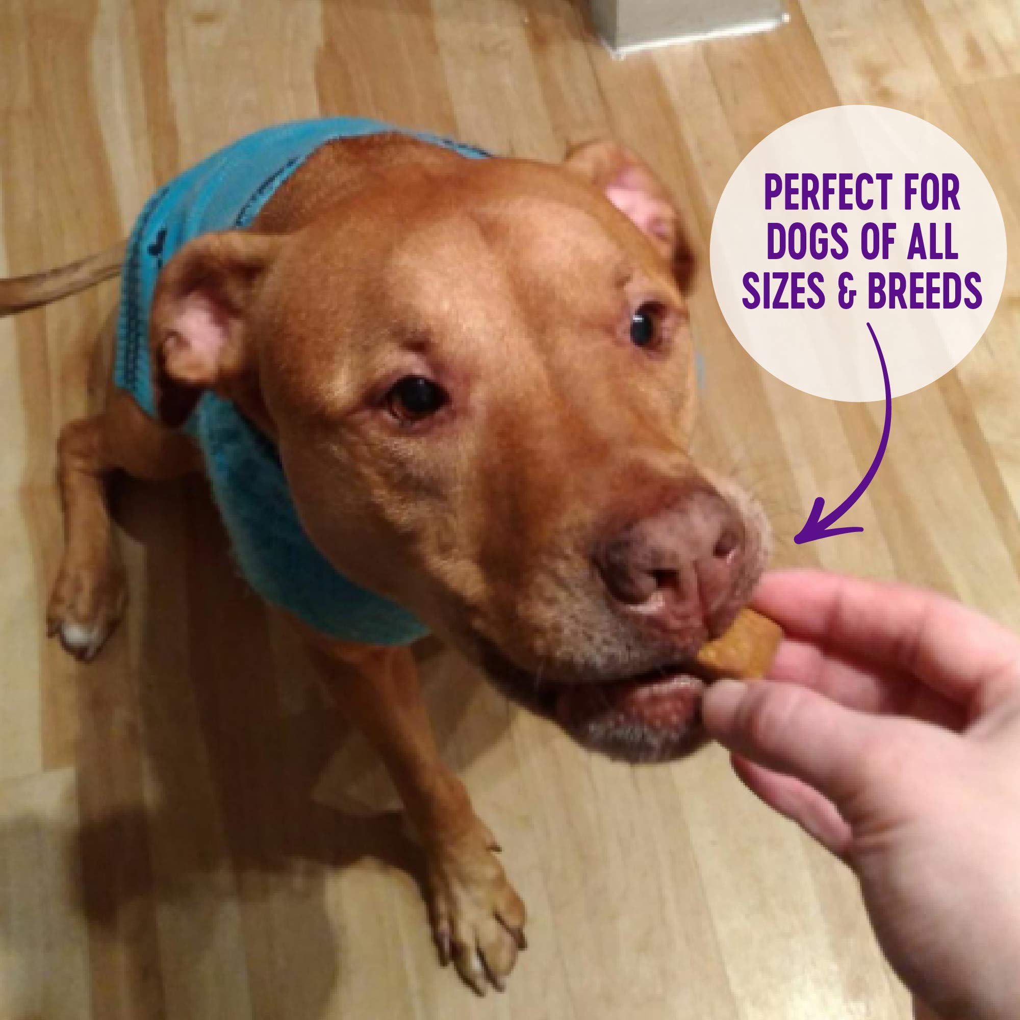 Wellness WellBars Natural Grain Free Crunchy Dog Treats, Yogurt, Apples & Banana, 45-Ounce Bag