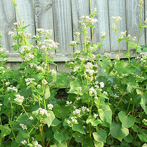 Outsidepride Buckwheat Cover Crop, Grain, Bee Pasture, Pollinator, Wildlife Seed - 10 LB