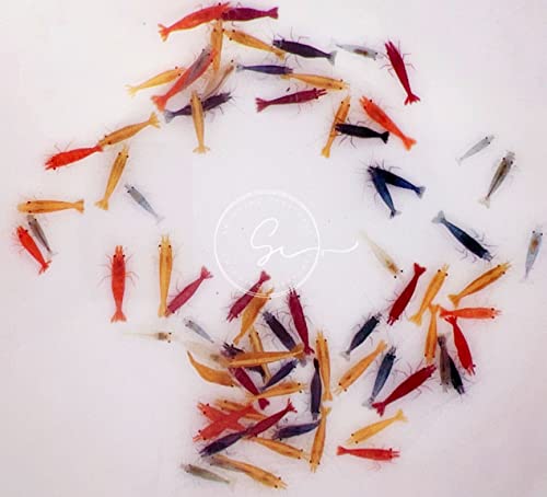 Swimming Creatures 10 Mixed Color Neocaridina Shrimp Skittles Live Freshwater Aquarium Shrimp. Live Arrival Guarantee.
