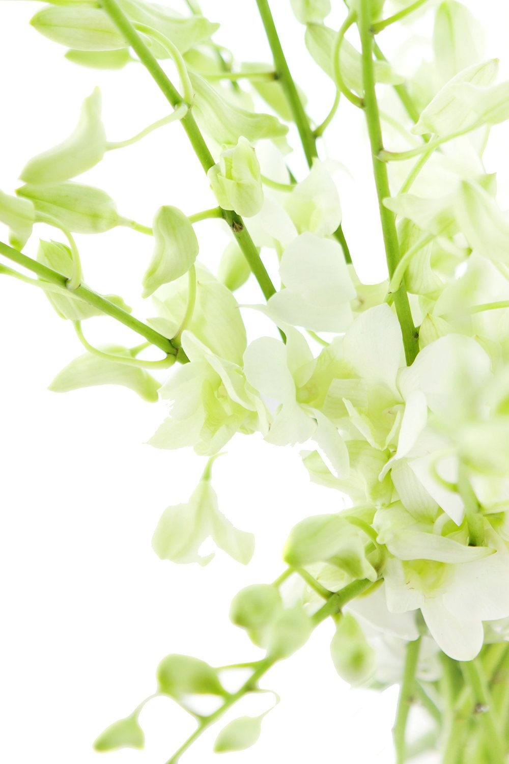 Fresh Cut Flowers - Dendrobium Orchids White