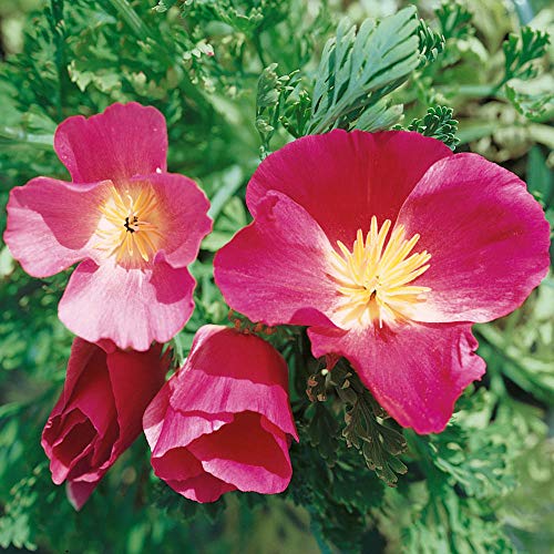 Outsidepride Poppy California Purple Gleam Wild Flower Seeds - 5000 Seeds