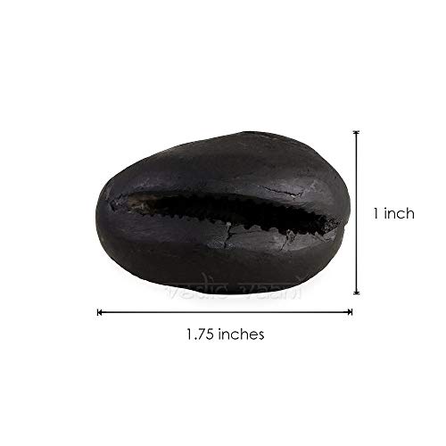 Vedic Vaani Divine Very Rare Hayagriva Vishnu Religious Natural Shaligram Shila/Stone Origin from Nepal Gandaki River, for Bring Wisdom, Prosperity and Success, India