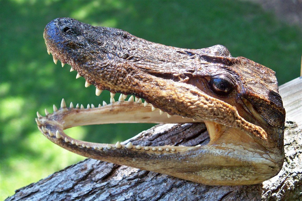 Gator Head 5-6 Inch Real Alligator Head by Unknown