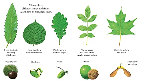 Trees (My First Discovery Paperbacks)