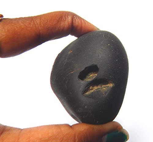 XUETZALCOATL Padmanabha Damodara Shaligram Sudarshan Shaligram 1.5cm - 2.5cm from Kali Gandaki 1 pcs