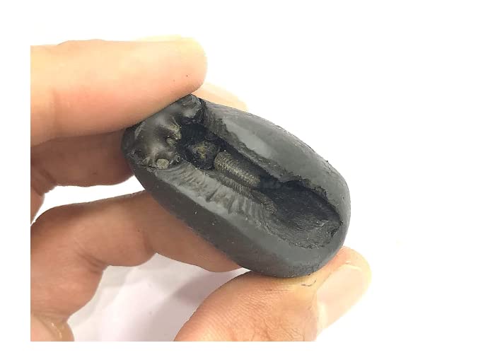 SynSpiritStore Original Shaligram/Shalagram Shila Stone (Approx. 6~9 cm) for Lord Vishnu Pooja and Tulsi Pooja, Nepal Gandaki River Stone