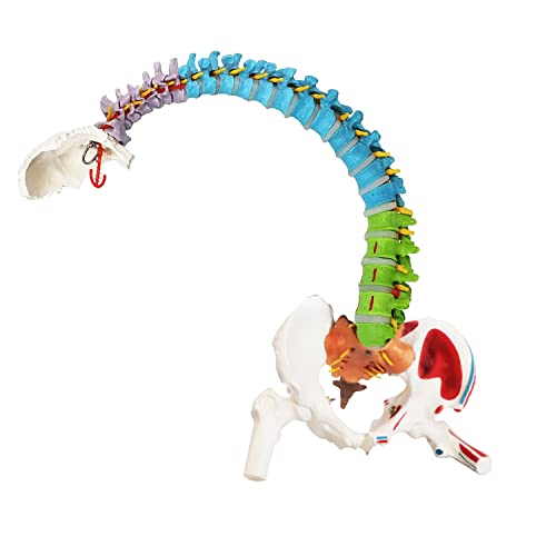 Vision Scientific VAV245 Flexible Spinal Column | 5 Color-Coded | Muscle W Occipital Bone | Sacrum, Coccyx, 24 Vertebrae, Soft Disc | Pelvic Bones & Femur Heads, Arteries, Nerve Endings | W Manual