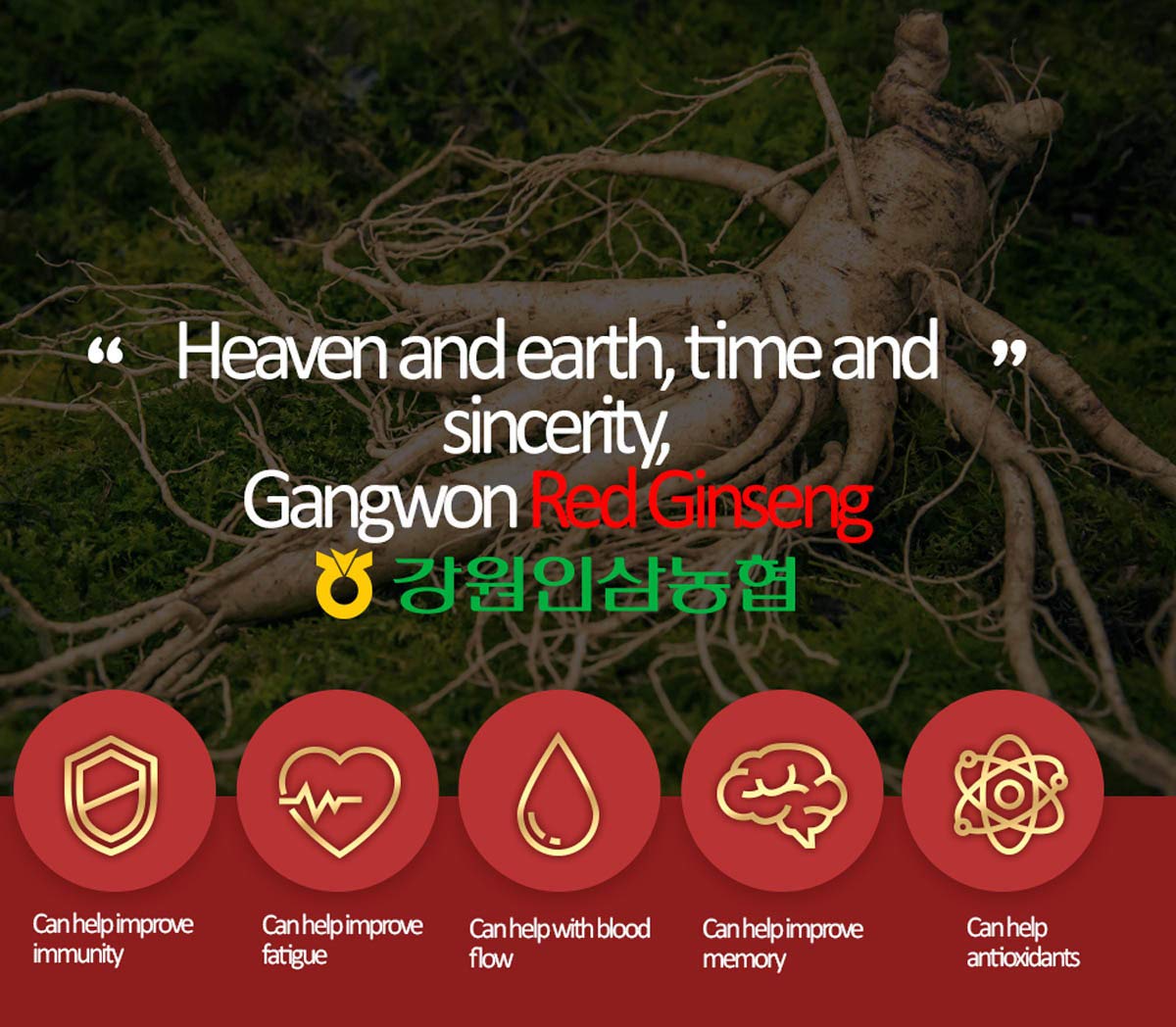 Gangwoninsam] Korean Red Ginseng Extract Gold 120g / 4.23 fl. oz – Contains 100% Pure Korean 6-Year-Old Red Ginseng Root Extract