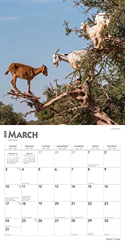 Goats in Trees | 2024 12 x 24 Inch Monthly Square Wall Calendar | BrownTrout | Domestic Funny Farm Animals