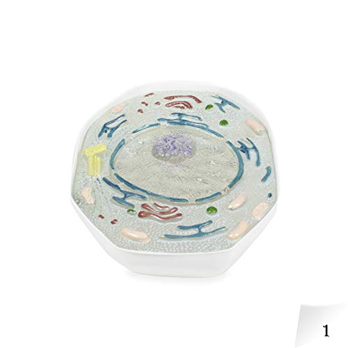 Vision Scientific VAA510 Animal Mitosis 3D Model | 9 Stage Mitosis Demonstration | Biology Classroom Cell Division Display | Detailed Open Cell Organelles | Pieces Equipped with Stand | W Manual