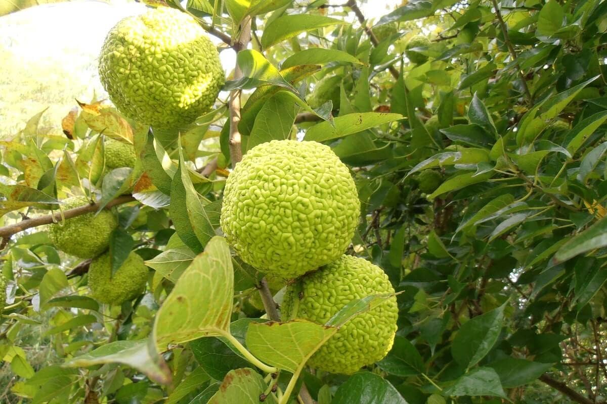 The Rike 100 Seeds Osage Orange Trees Seeds Osage Apple Trees Non-GMO Maclura pomifera, Horse Apple, Brain Fruit Hedge Apple Tree seeds