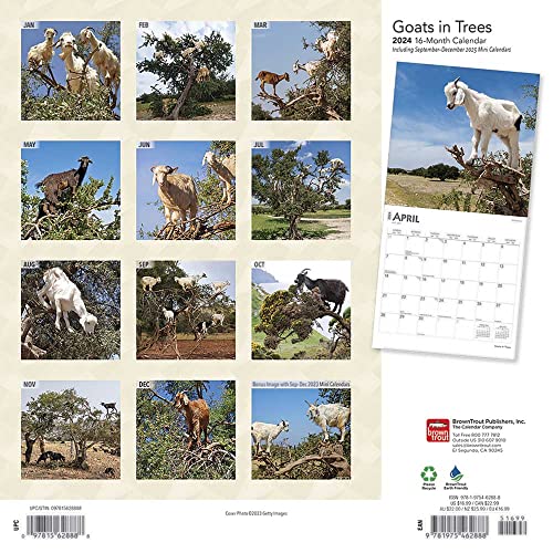 Goats in Trees | 2024 12 x 24 Inch Monthly Square Wall Calendar | BrownTrout | Domestic Funny Farm Animals