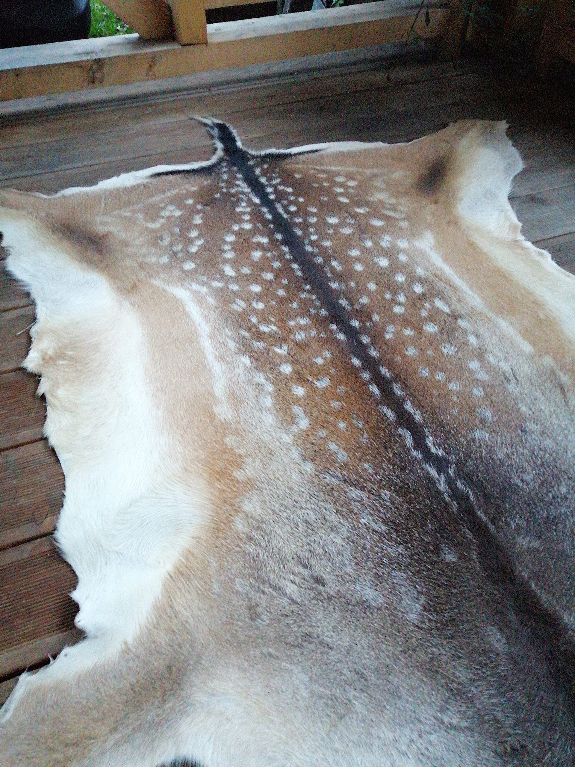 Robert Tartufferie Fallow Deer Skin Fur Hide pelt Rug Taxidermy Hunting Trophy