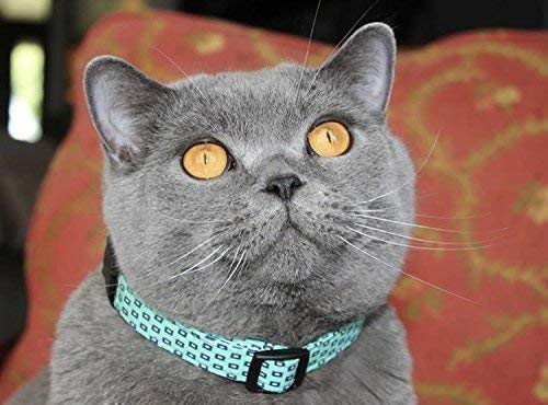 Galaxy Print Collar for Pets Size Small 3/4 Inch Wide and 12-17 Inches Long - Hand Made Dog Collar by Oh My Paw'd