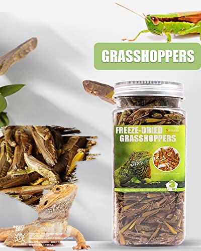 Tasty Freeze Dried Grasshopper Reptile Food for Turtles, Bearded Dragon, Hedgehog,Lizard, Chameleon, Birds (3 OZ)