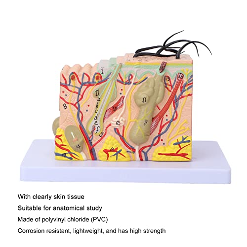 Skin Model 35X Enlarged Anatomical Skin Model 3 Dimensional Skin Teaching Aids Model for Skin Cosmetology Study Display Teaching Model