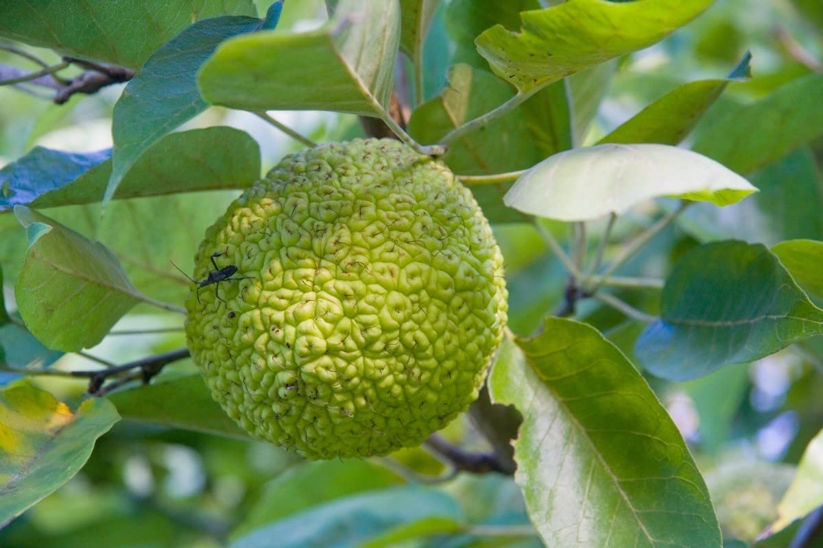 The Rike 100 Seeds Osage Orange Trees Seeds Osage Apple Trees Non-GMO Maclura pomifera, Horse Apple, Brain Fruit Hedge Apple Tree seeds