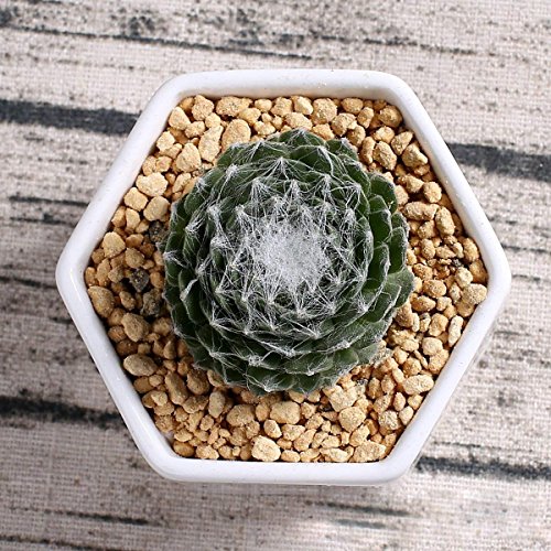 OAMCEG 6 Pack Succulent Plant Pots 2.75 inch Mini Succulent Planter, Set of 6 White Ceramic Succulent Cactus Planter Pots with Bamboo Tray (Plants NOT Included)