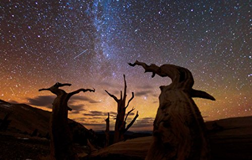 Trees: Between Earth and Heaven