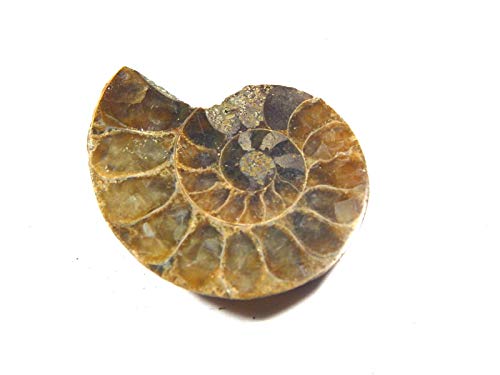 XUETZALCOATL Deveshah Sudarshan Shaligram 1.5cm - 2.5cm from Kali Gandaki 1 pcs