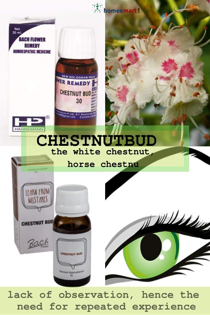 Hahnemann Bach Flower Remedy Chestnut Bud (Aecullus Hipp) for Lack of Observation, Repeating Mistakes. 30ml Pack of 3