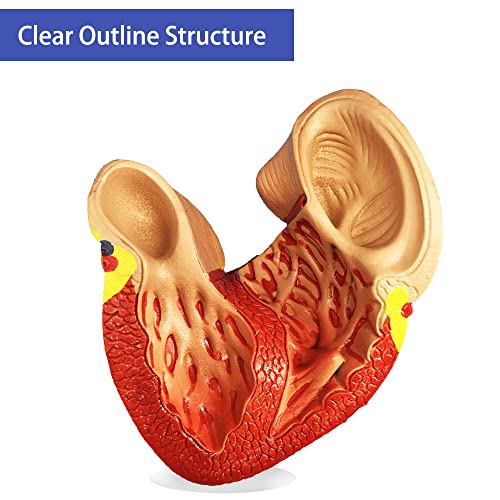 Veipho Heart Model, Heart Model Anatomy with Stand, Human Heart Models Anatomy Life Size, 2-Part Human Heart Model, Heart Model Anatomy, 34 Accuracy Numbers for Anatomical Structures