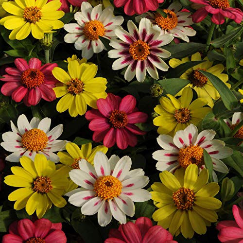 Outsidepride Zinnia Zahara Raspberry Lemonade Heat & Drought Tolerant Garden Cut Flowers - 50 Seeds