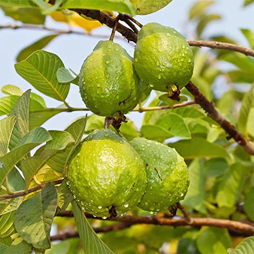 QAUZUY GARDEN 160 Common Yellow Lemon Apple Guava Seeds for Planting Outdoor Pineapple Guava Feijoa Seeds Non-GMO Heirloom Fruit Seeds Grow Your Own Delicious Fruit Tree Freely