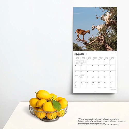 Goats in Trees | 2024 12 x 24 Inch Monthly Square Wall Calendar | BrownTrout | Domestic Funny Farm Animals