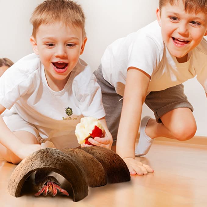 Gluc Hermit Crab Huts, 5x3 Inches, Arthropod's Coconut Hide, Spacious Coco Tunnel, Use as Hermit Cave or Climber, 2-Pcs
