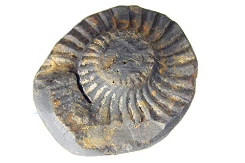 XUETZALCOATL Svastikrit Sudarshan Shaligram 1.5cm - 2.5cm from Kali Gandaki 1 pcs