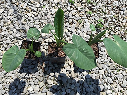 Jack's Giant's Elephant Ears in 4 inch Containers (3 Pots of Plants)