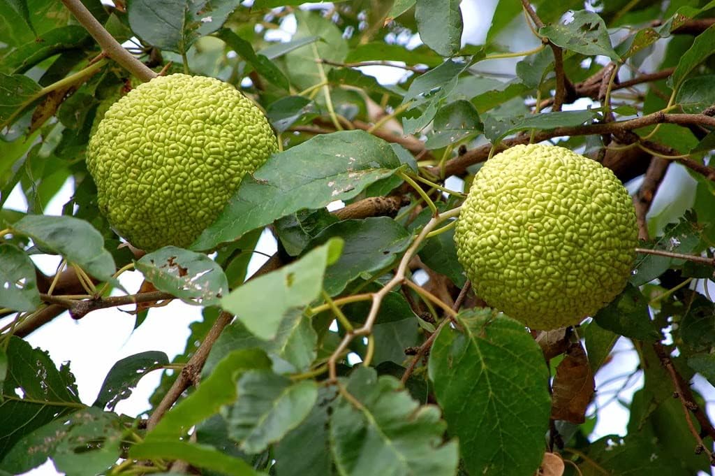 The Rike 100 Seeds Osage Orange Trees Seeds Osage Apple Trees Non-GMO Maclura pomifera, Horse Apple, Brain Fruit Hedge Apple Tree seeds