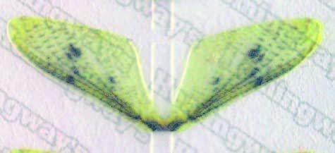 Hemingway's Realistic Mayfly Wings 4 Size Set for Fly Fishing (Light Yellow)