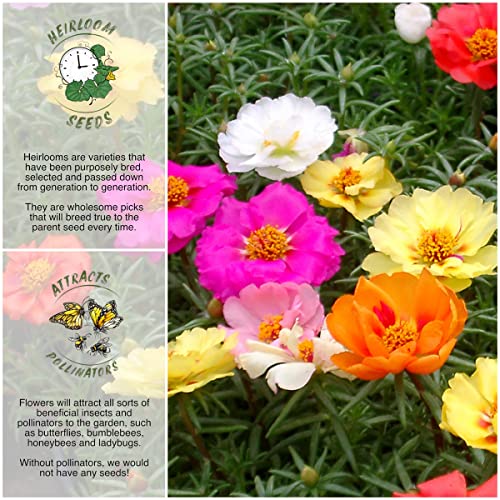 Seed Needs, Portulaca Seeds - 1,000 Heirloom Seeds for Planting Portulaca grandiflora - Moss Rose, Great for Rock Gardens (1 Pack)