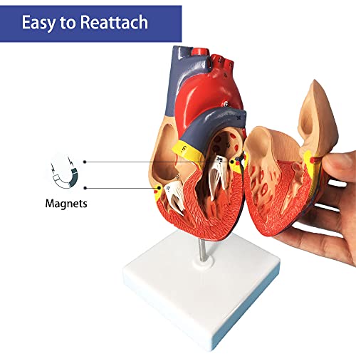 Veipho Heart Model, Heart Model Anatomy with Stand, Human Heart Models Anatomy Life Size, 2-Part Human Heart Model, Heart Model Anatomy, 34 Accuracy Numbers for Anatomical Structures