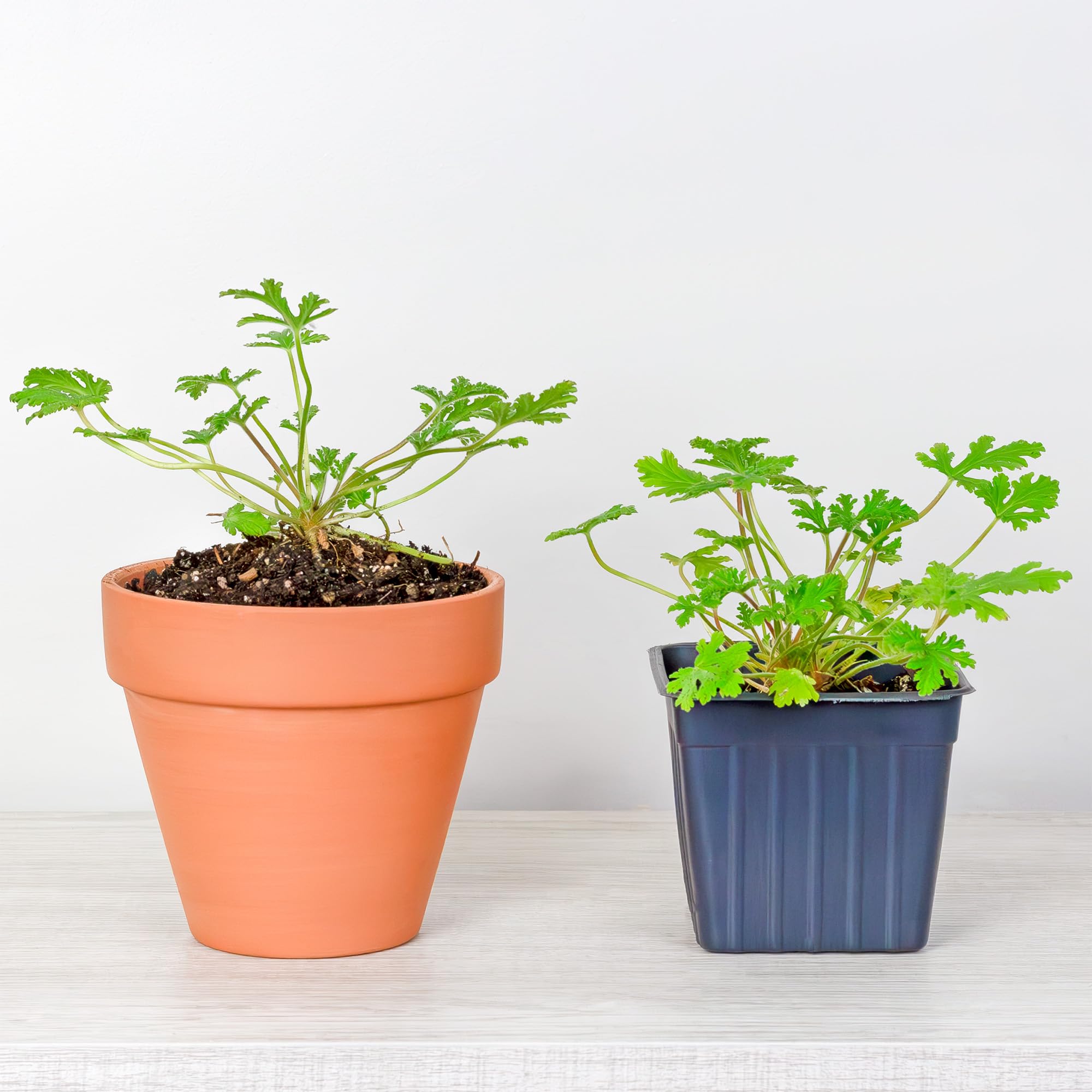 Live Citronella Geranium Plants (4-Pack); Pelargonium Citronella Scented Potted Plants