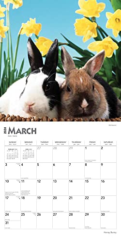 Honey Bunny | 2024 12 x 24 Inch Monthly Square Wall Calendar | BrownTrout | Domestic Small Cute Animals