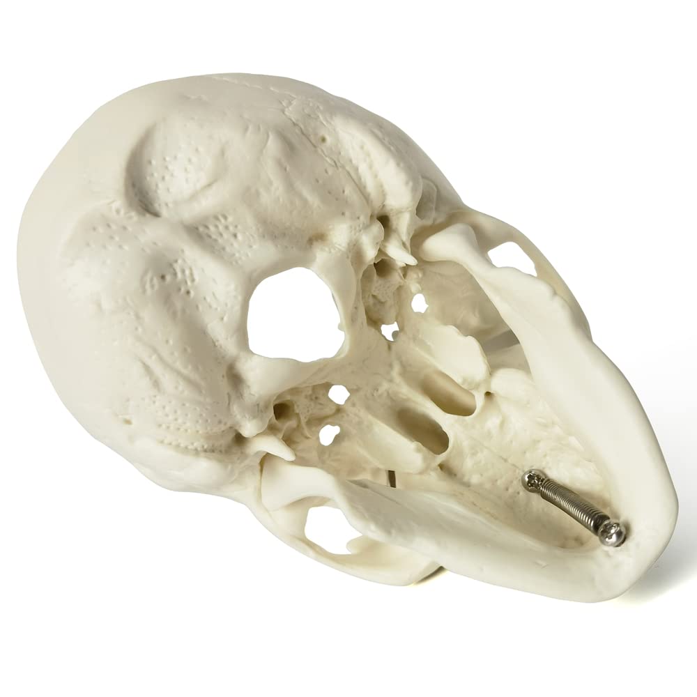Mini Human Skull Model, 1 Part Anatomical Skull is 3.5" Tall, with Removable Skull Cap and Moving Jaw, Includes Full Set of Teeth, (1set) Fun Halloween Decorations