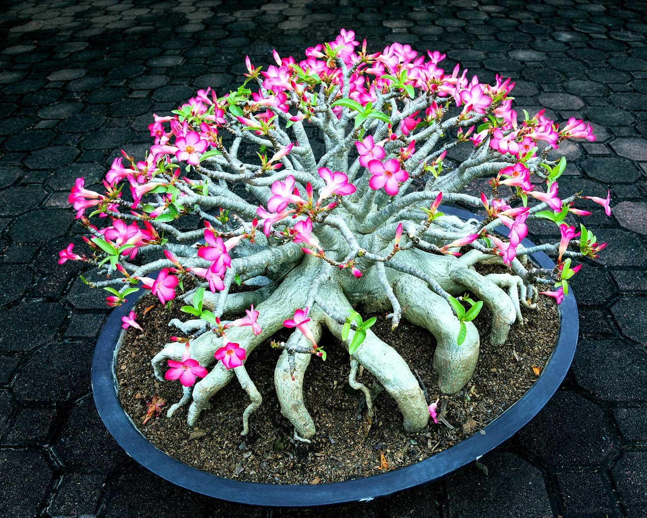 Mixed Color Desert Rose Seeds | Easy to Grow Adenium Obesum - Exotic Bonsai Plant (10 Seeds)
