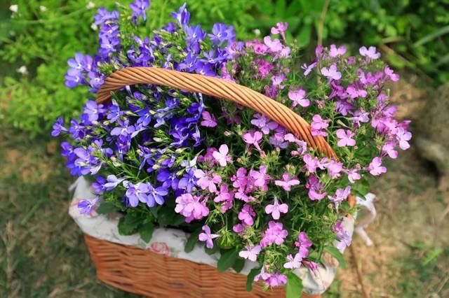 Mix Creeping Thyme Seeds for Planting Ground Cover Plants, Heirloom Non-GMO Thyme, 5 Colors- Individual packag, Easy to Plant and Grow, 1000+