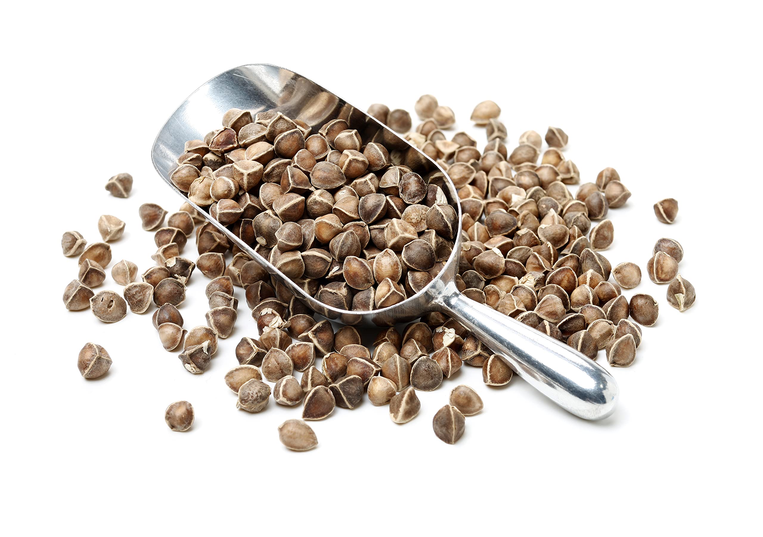 Moringa Seeds Wingless 1 lb. Wide Mouth JAR - PKM1 Variety - Edible Snacking - Planting - Moringa Oleifera - Malunggay - Semillas De Moringa - Drumstick Tree - Non-GMO - 1600 to 2000 Seeds