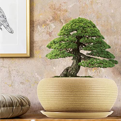 MUZHI 10” Round Large Ceramic Bonsai Bowl Planter,Clay Succulent Plant Pot Container with Saucer
