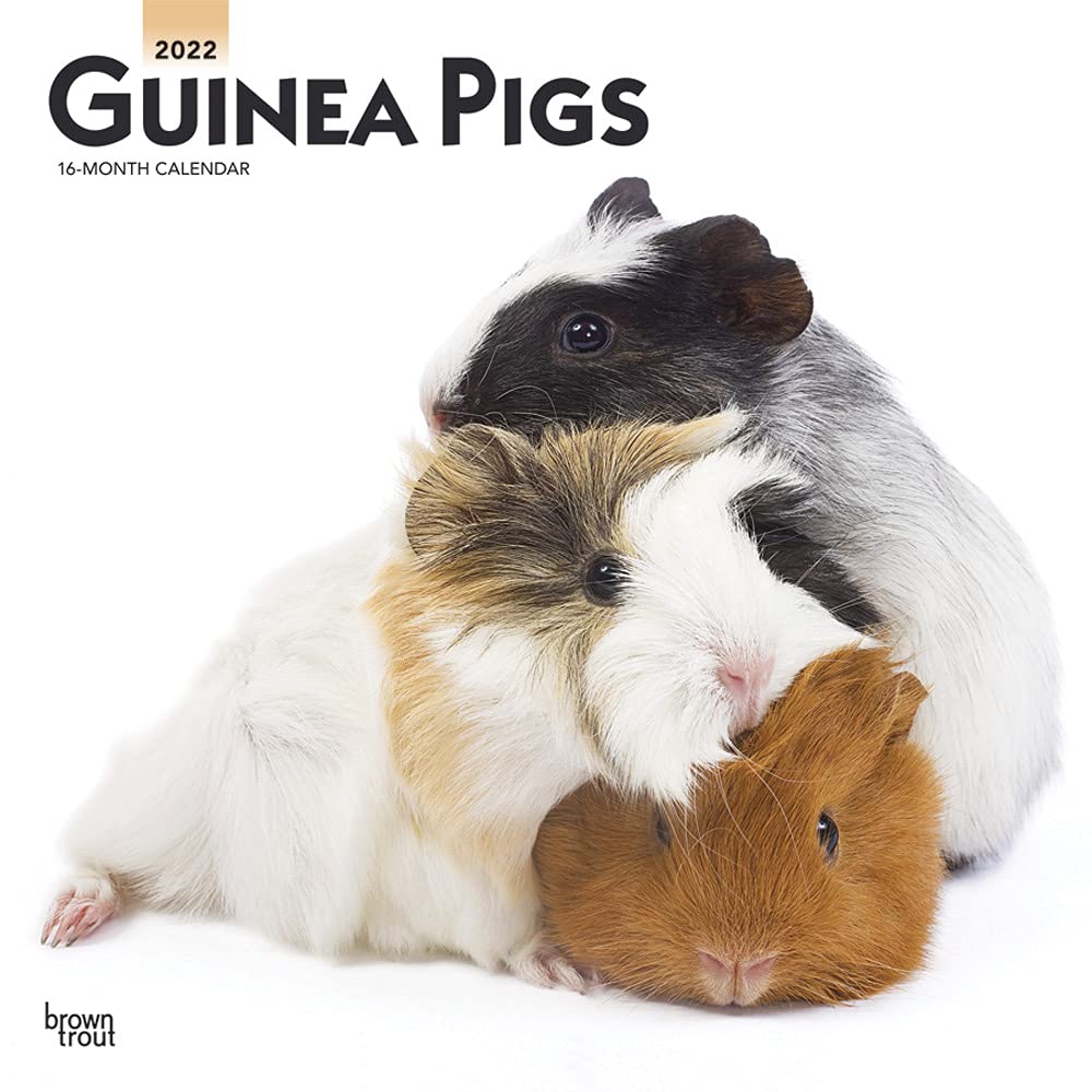 Guinea Pigs 2022 12 x 12 Inch Monthly Square Wall Calendar, Domestic Animals Small Pets