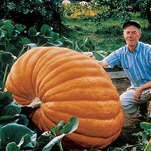 Park Seed Dill's Atlantic Giant Pumpkin Seeds - Large Pumpkins - World Record Sized Pumpkins - Pack of 10 Seed