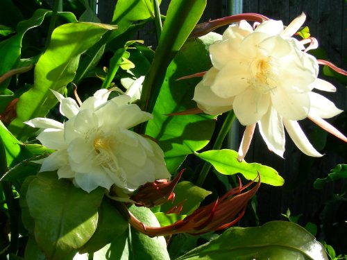Orchid Cactus Epiphyllum Oxypetalum (White) One pc Leaf Cutting, F1680