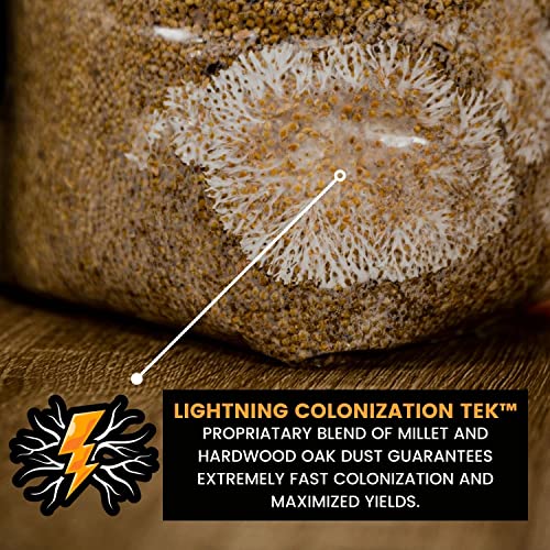 MushroomSupplies.com Sterilized Grain Bag for Mushroom Growing | Millet Substrate | 0.2 Micron Filter Mycobag Grow Kit | Mycology Cultivation Supplies (3LB)